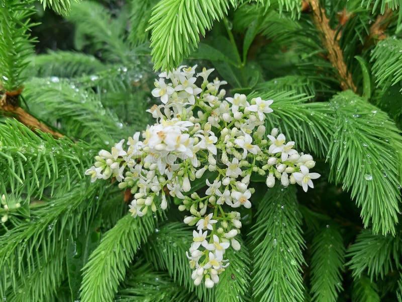 Green Prickly Branches of a Fur-tree Stock Photo - Image of evergreen ...