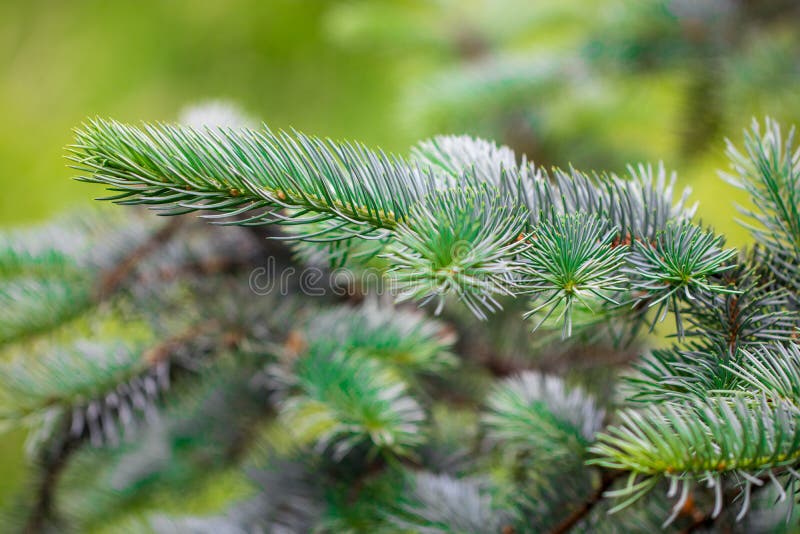 Green Prickly Branches of a Fur-tree or Pine Stock Photo - Image of ...