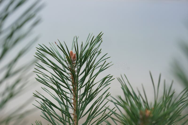 Brightly Green Prickly Branches of Pine, Close Up of a Green Pine Tree ...