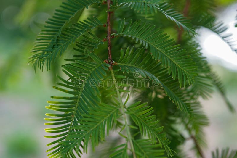 Green Prickly Branches of a Fur-tree or Pine. Stock Image - Image of ...