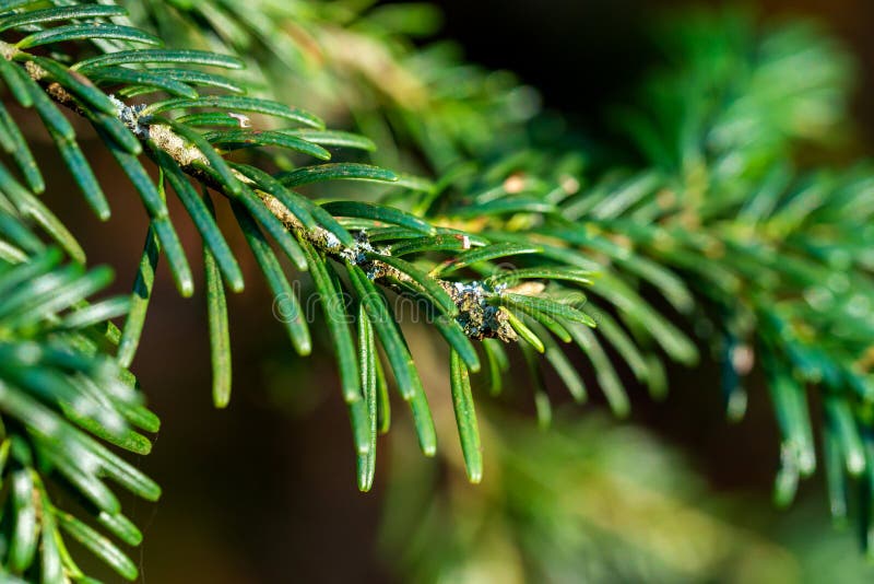 Green Prickly Branches of a Fur-tree or Pine Stock Photo - Image of ...