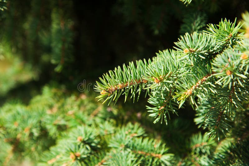 Green Prickly Branches of a Fur-tree or Pine Stock Image - Image of ...