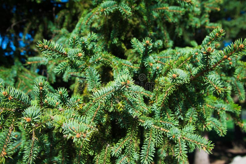 Green Prickly Branches of a Fur-tree or Pine Stock Image - Image of ...