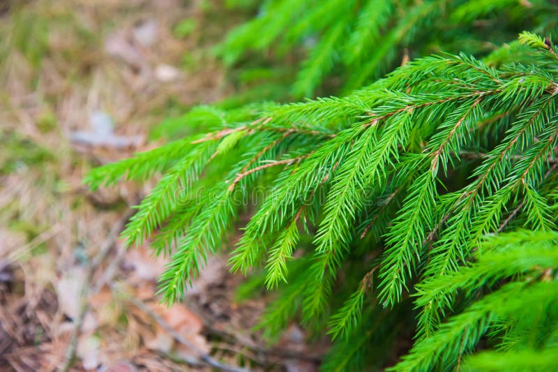 Green Prickly Branches of a Fur-tree or Pine Stock Image - Image of ...