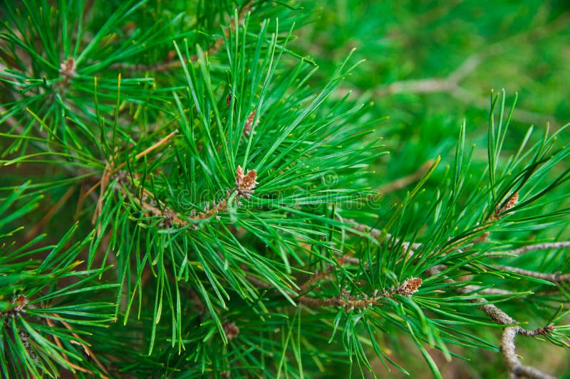 Green Prickly Branches of a Fur-tree or Pine Stock Photo - Image of ...