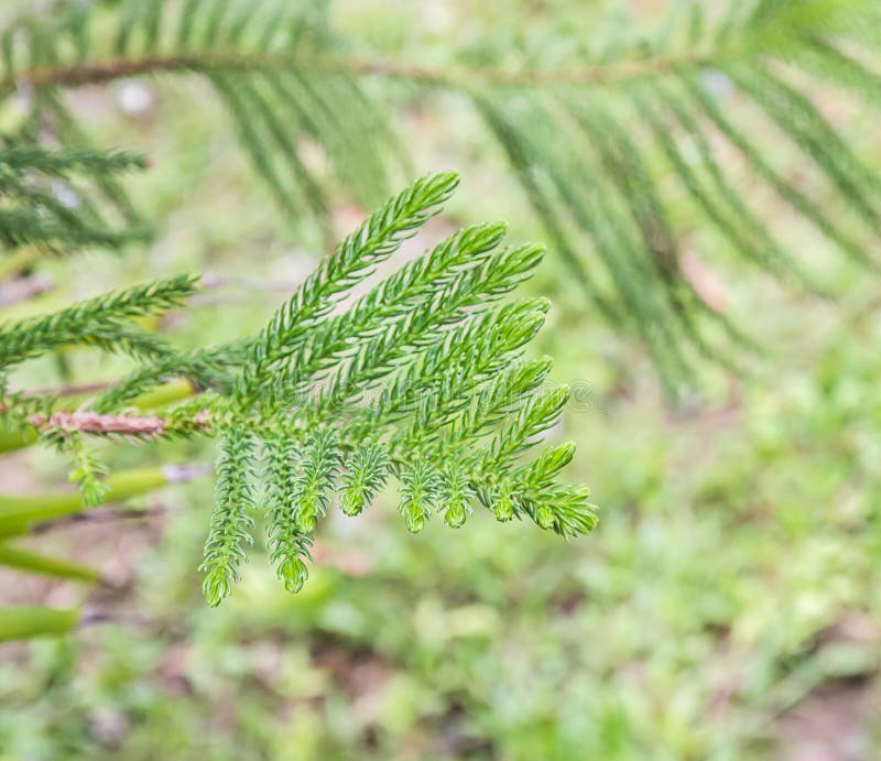 Green Prickly Branches of a Fur-tree or Pine Stock Photo - Image of ...