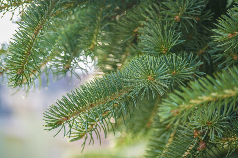 Green Prickly Branches of a Fur-tree or Pine Stock Image - Image of ...