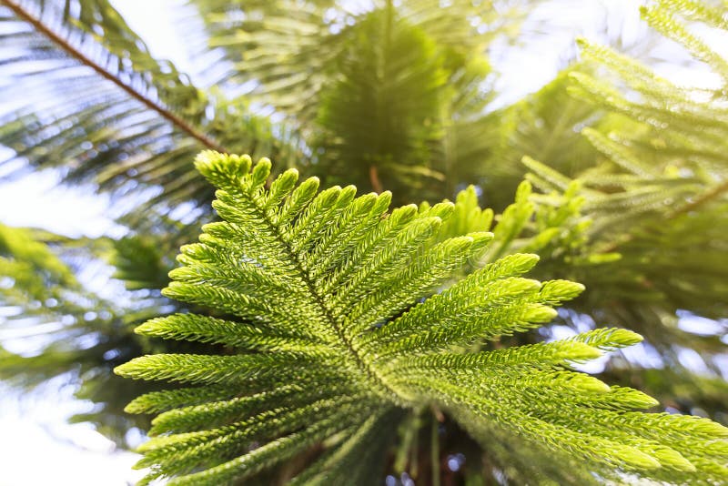 Green Prickly Branches of a Fur-tree or Pine Stock Photo - Image of ...