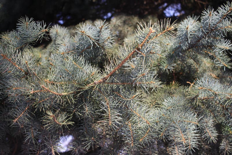 Green Prickly Branches with Needles Coniferous Tree Spruce Stock Image ...