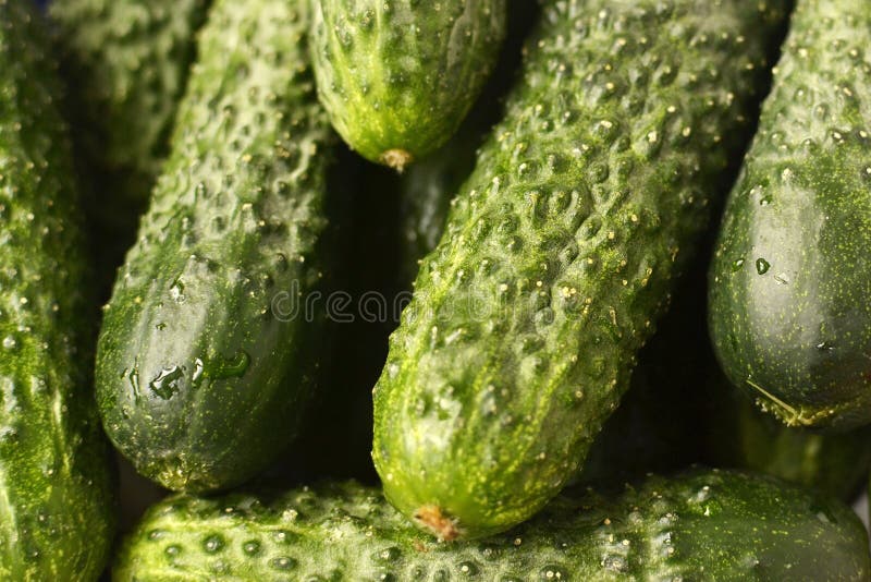 Spiky Cucumbers Stock Photos - Free & Royalty-Free Stock Photos from ...