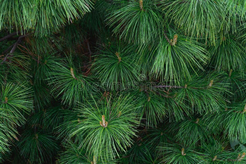 Green Prickly of Pine Tree Branches, Background Stock Image - Image of ...
