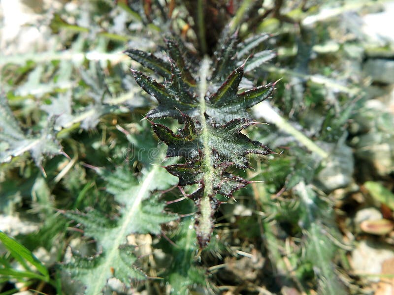 Prickly Plant in the Forest Stock Photo - Image of background, thorn ...