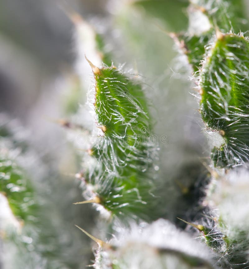Green Prickly Plant in Nature Stock Photo - Image of cacti, environment ...