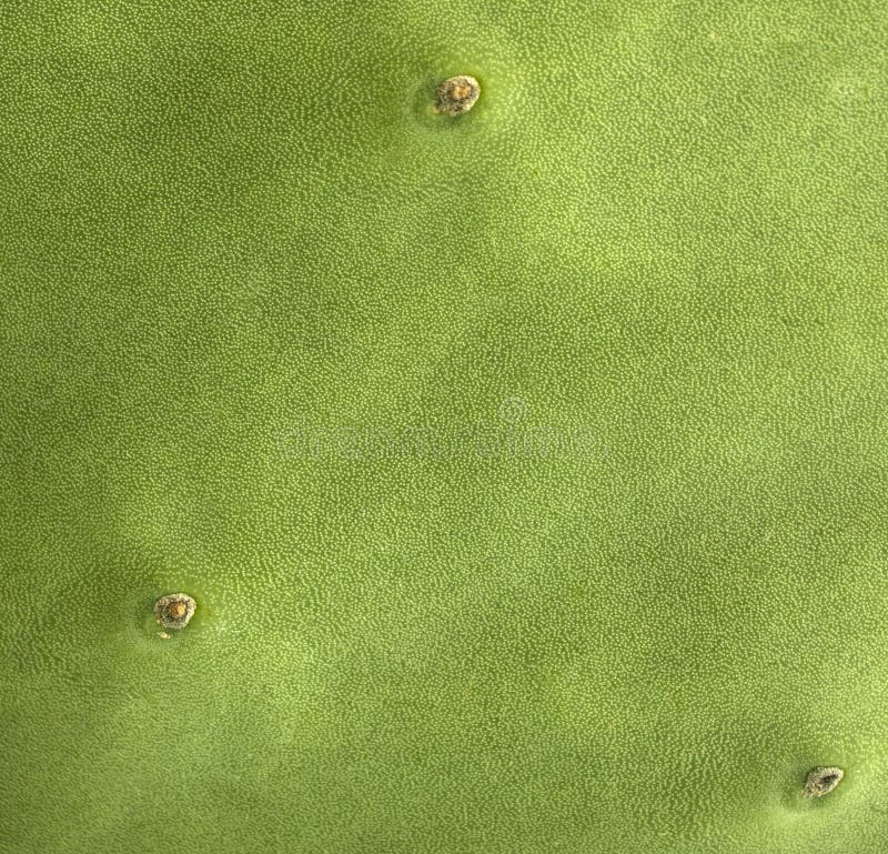 Okra stock photo. Image of sticky, food, close, slice - 21825070