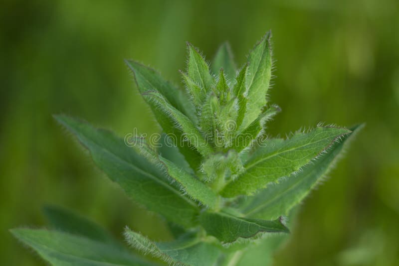 6,762 Prickly Weed Stock Photos - Free & Royalty-Free Stock Photos from ...
