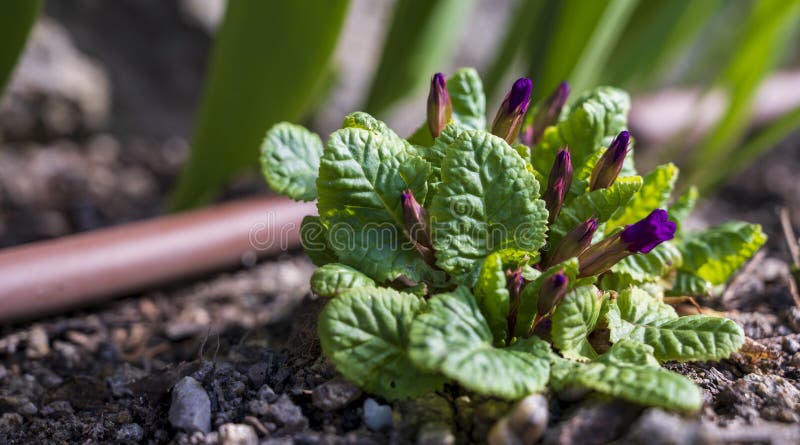 Green Primula Plant with Purple Flower Buds Stock Image - Image of ...