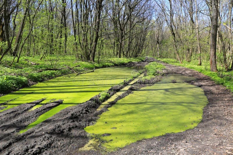 Green puddle of water stock photo. Image of trunk, watering - 96034156