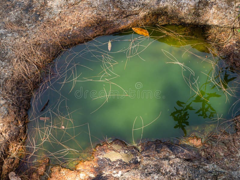 Green Puddle in the Rock of the Waterfall with Floating Needles Stock ...