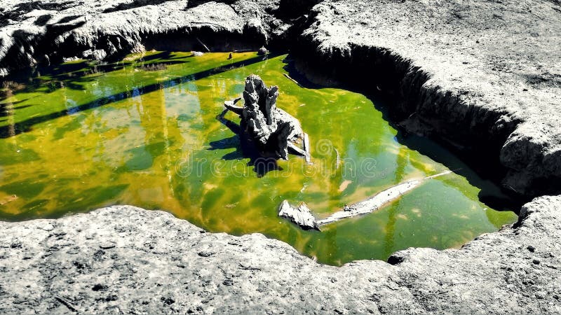 Green puddle of water stock photo. Image of trunk, watering - 96034156