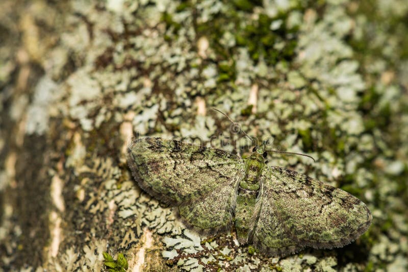 Green Pug - Pasiphila Rectangulata Stock Photo - Image of ...