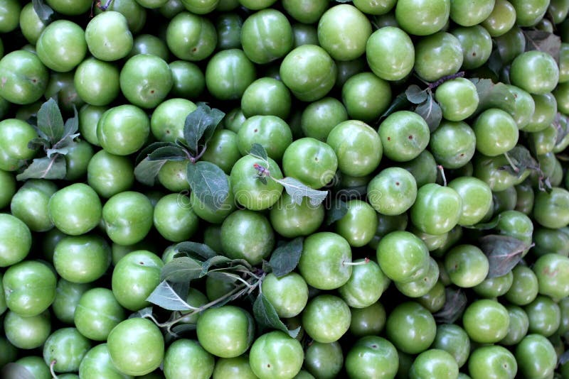 Green Pulm stock photo. Image of autumn, food, baking - 25643800