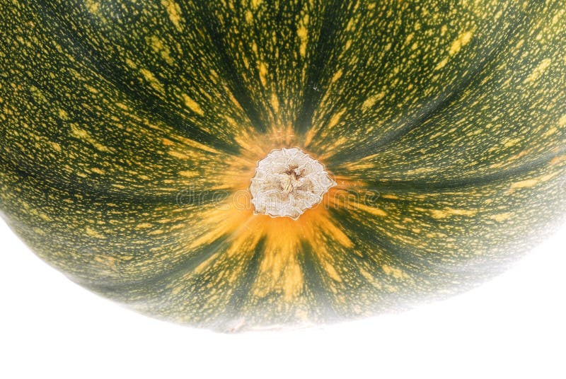 The green Pumpkin stock image. Image of cucurbit, healthy - 11023273