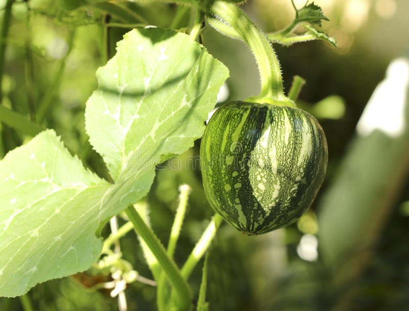 Green pumpkin on a branch. stock image. Image of agriculture - 32847435