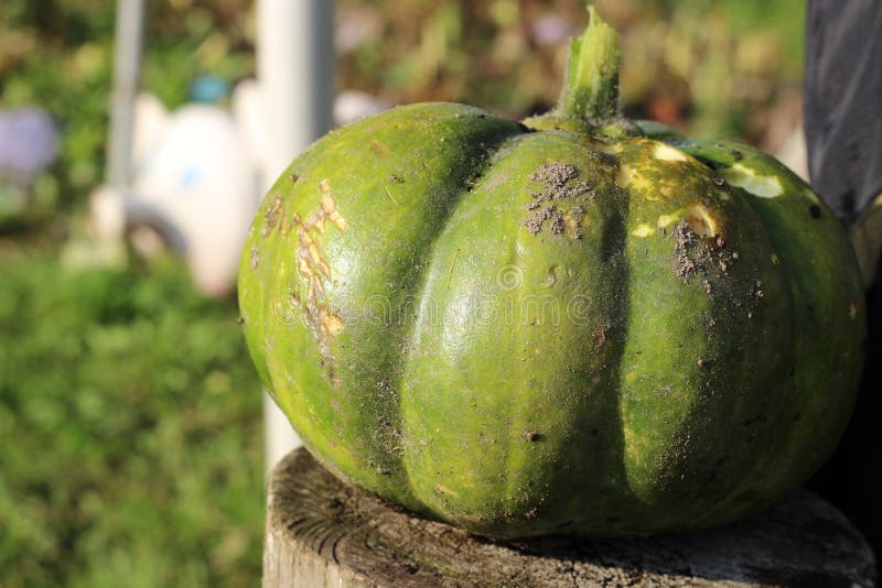 Green Pumpkin Fruit in Autumn Stock Image - Image of residential ...
