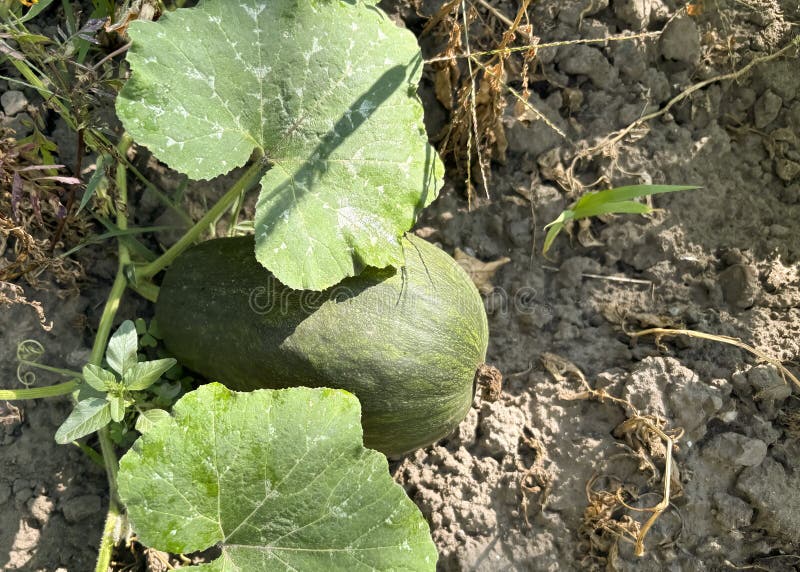 Green Pumpkin in the Garden. Young Pumpkin Fruit. Growing Pumpkin in ...