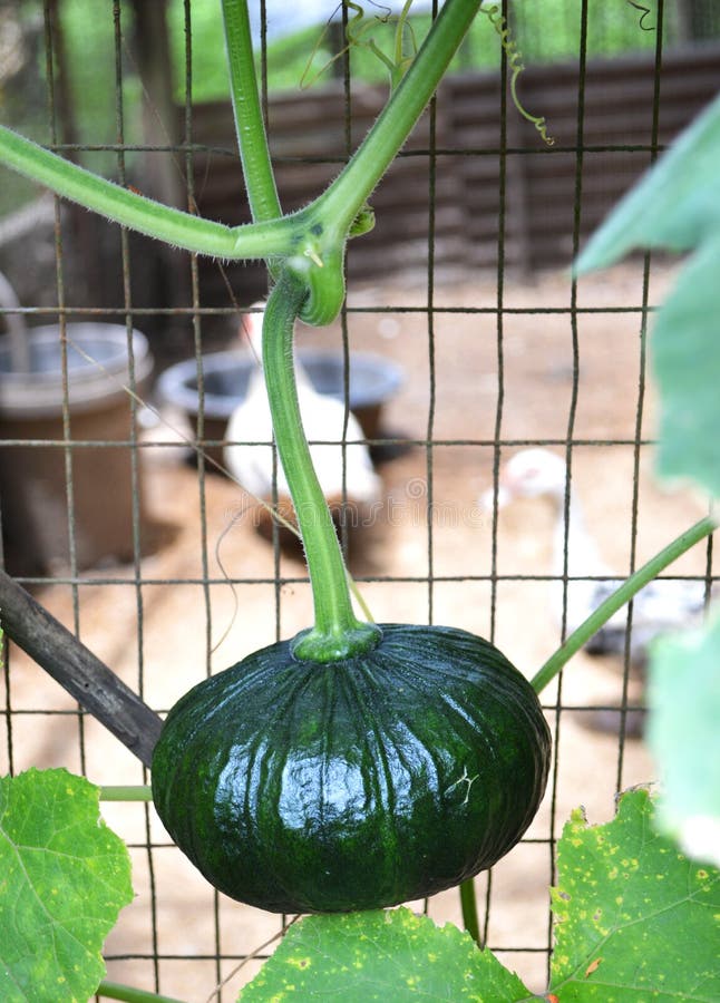 Green pumpkin stock photo. Image of cute, autumn, green - 42265930