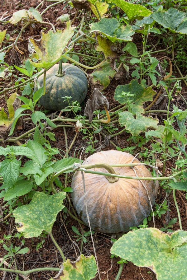Green Pumpkin Growing on the Vegetable Patch Stock Image - Image of ...