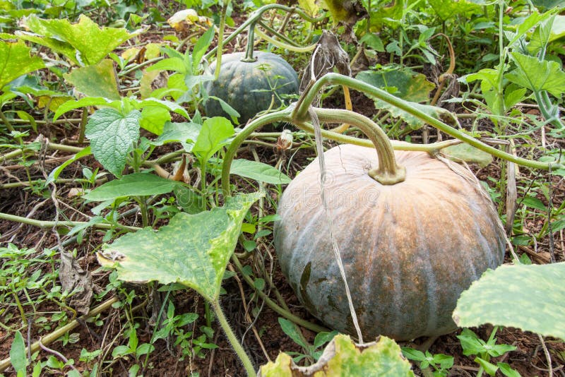Green Pumpkin Growing on the Vegetable Patch Stock Image - Image of ...