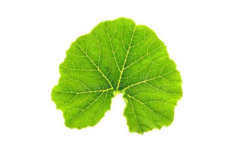 Green Pumpkin Leaf Isolated on White Background Stock Photo - Image of ...
