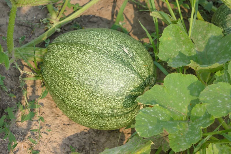 Green Pumpkin Marrow Plant on Stem Growing in Garden Stock Image ...