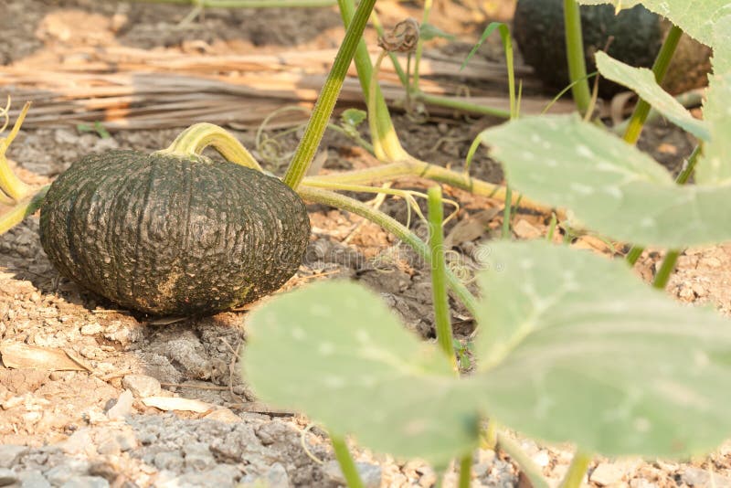 Green pumpkin on soil stock image. Image of pumkin, organic - 23668037