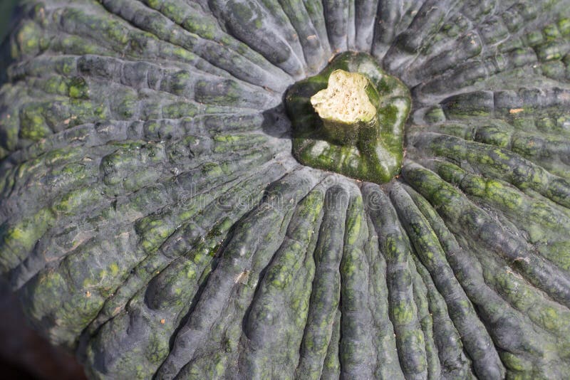 Green pumpkin texture stock image. Image of autumn, plant - 93662695