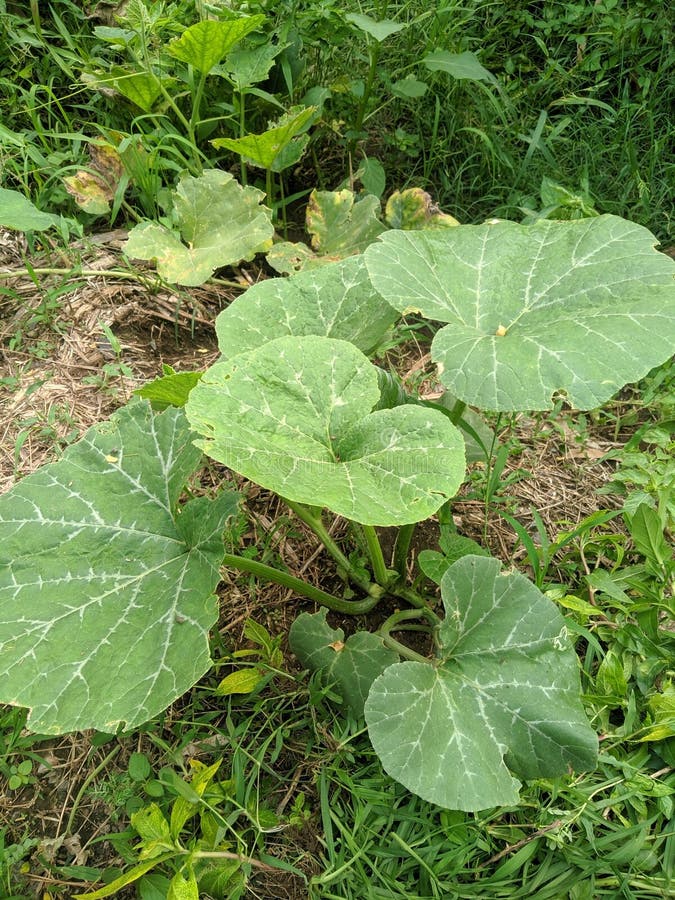 Green pumpkin tree stock photo. Image of tree, agriculture - 347148708