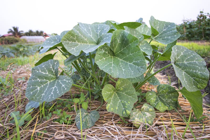 Green Pumpkin Tree in the Pumpkin Stock Image - Image of tree, pumpkin ...