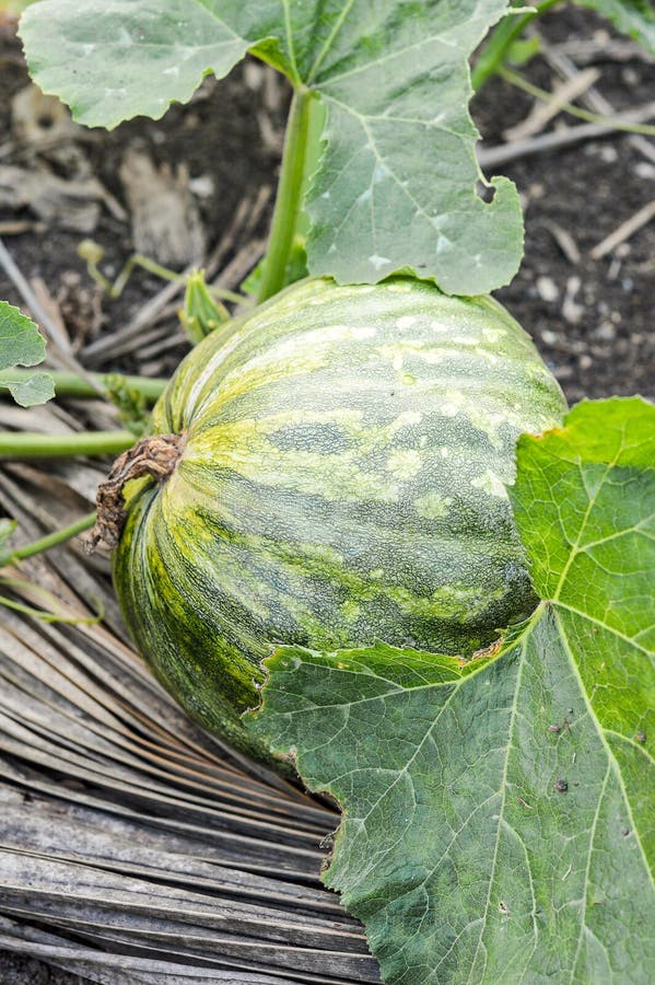 Green Pumpkin Tree in Garden Stock Image - Image of climber, creeper ...