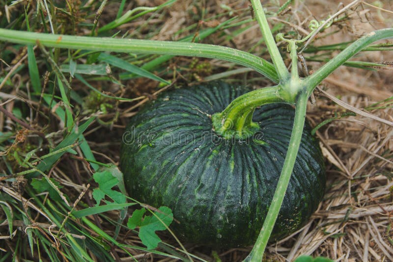 Green Pumpkin Tree on Ground in the Garden Stock Photo - Image of ...