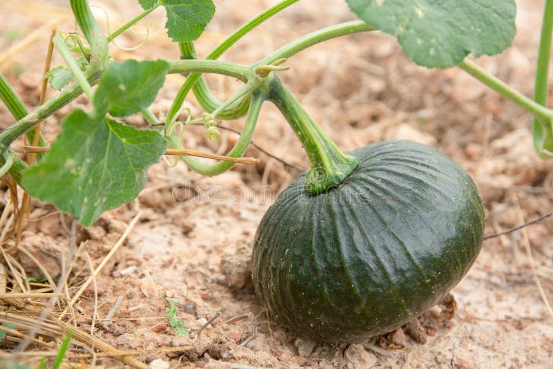 Green Pumpkin Tree on Ground in the Garden Stock Image - Image of ...