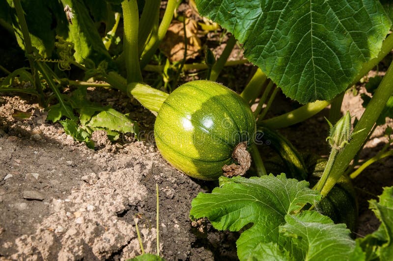 Green pumpkin stock photo. Image of autumn, small, leaves - 44792222