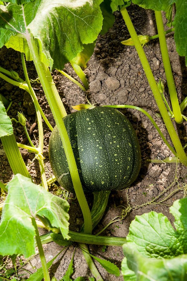 Green pumpkin stock image. Image of fruit, halloween - 44792477