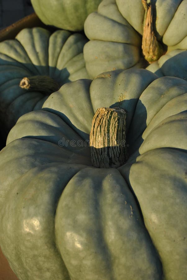 Green pumpkins stock photo. Image of pumpkins, gourds - 45017998