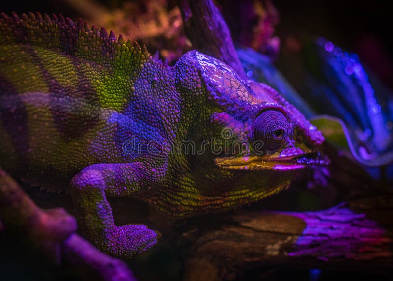 Green And Purple Chameleon Picture. Image: 109916248