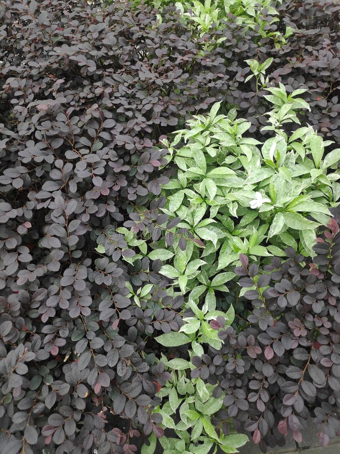 Green Purple Leaf Mini Garden Two Tone Colour Stock Image - Image of ...