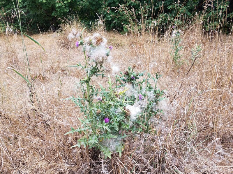 Green and Purple Thistle Weed in Brown Grass Stock Photo - Image of ...