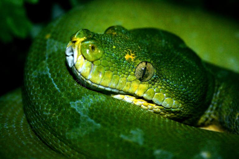 Green Python stock photo. Image of python, phyton, pits - 6037072