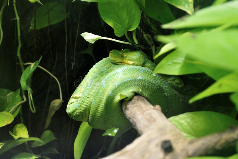 Green Python stock photo. Image of outdoors, poison, poisonous - 31112002