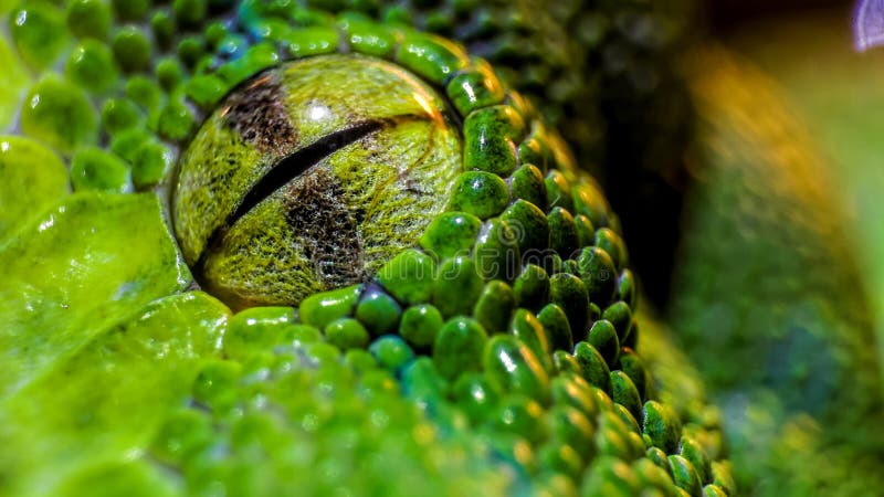 Python & X28;Morelia Viridis& X29;. Closeup Of The Eye. Stock Photo ...